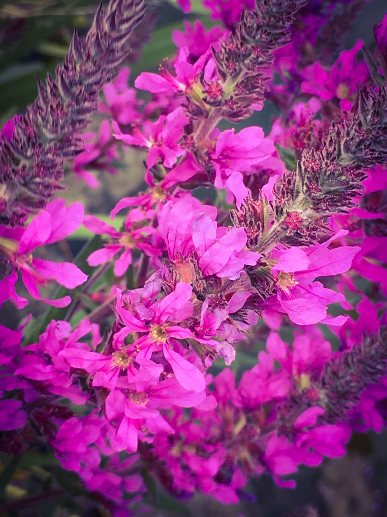 Clinical Placements | Oxford Institute of Clinical Psychology Training ...